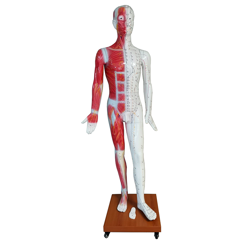 XL male model (178 cm tall) - Fisaude Store