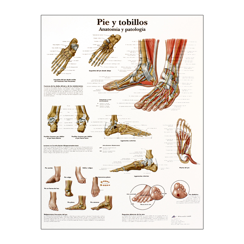 Anatomy Chart: Foot and Ankles - Fisaude Store